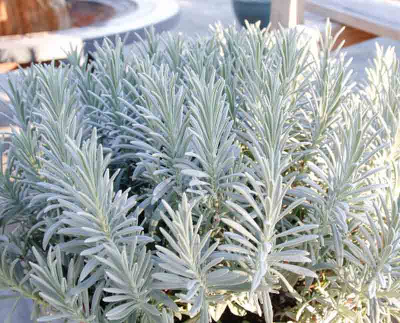 Lavandula x intermedia SENSATIONAL!® (Lavandin)