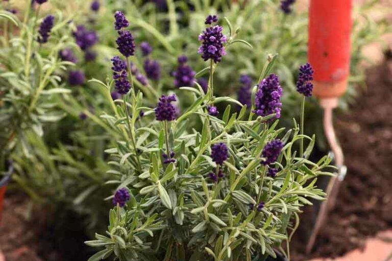 Lavandula angustifolia Lavance Deep Purple (English Lavender)