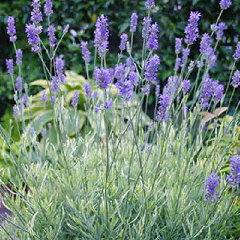 Lavandula angustifolia 'Lady' (English Lavender)