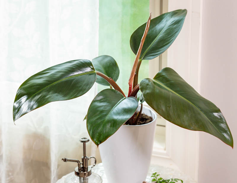 philodendron red congo