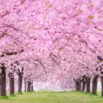 Prunus mume (Plum Blossom): All You Need To Know