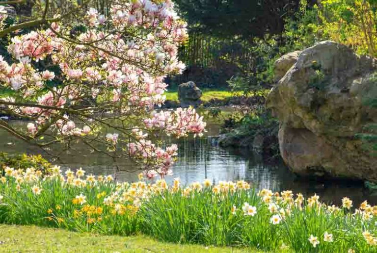 Magnolia Flowers & Trees: Fun Facts and Care Guide