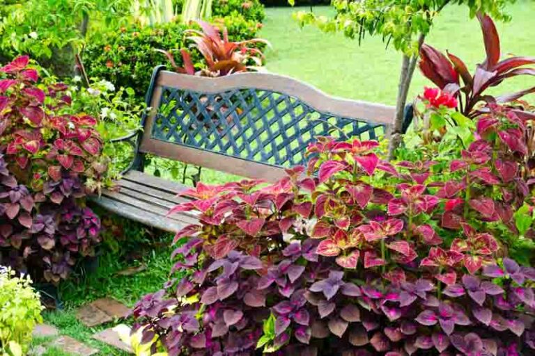 Best Foliage Plants for Your Garden