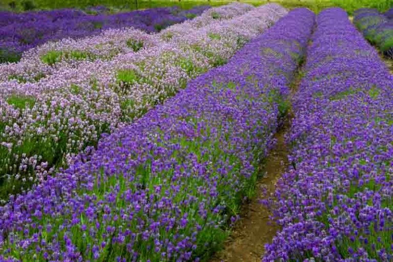Lavandula angustifolia LITTLE LADY (English Lavender)