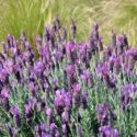 Lavandula x intermedia 'Grosso' (Lavender)