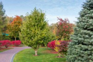 Ginkgo biloba: All You Need To Know