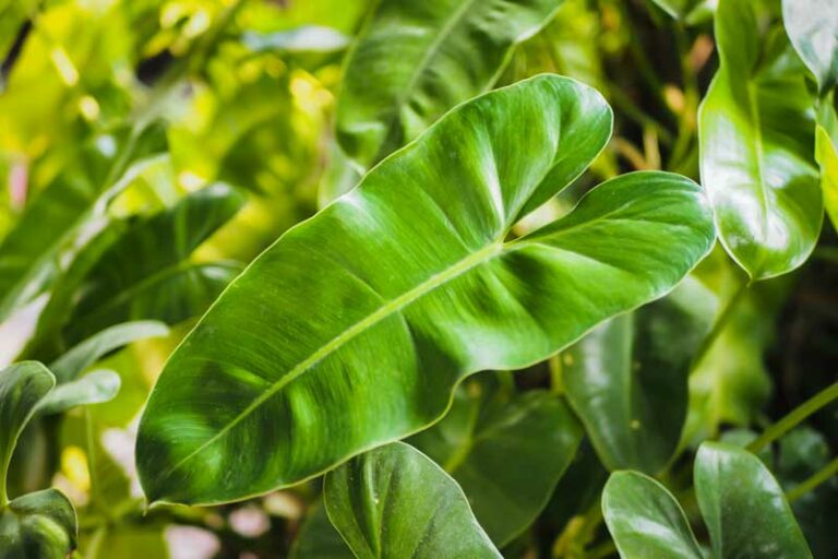 Philodendron erubescens (Blushing Philodendron) - Plant Care 101
