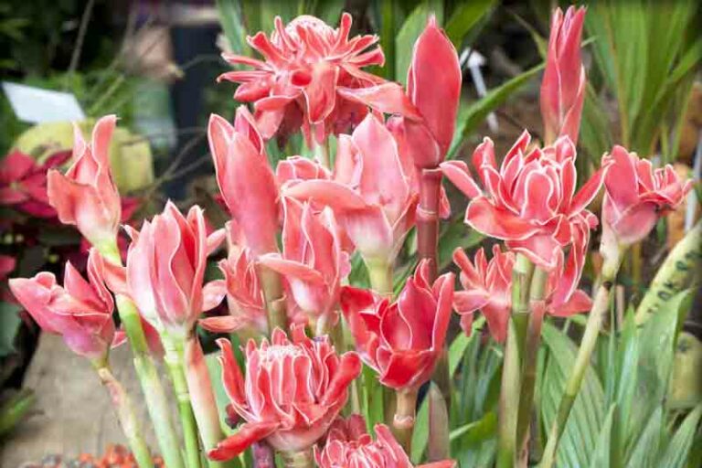 Etlingera elatior (Torch Ginger): All You Need To Know