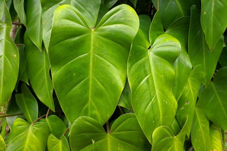 Philodendron erubescens (Blushing Philodendron) - Plant Care 101