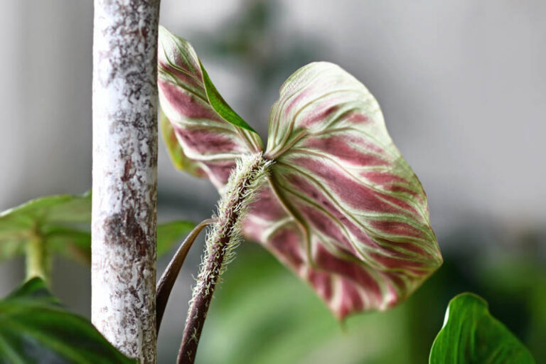 Philodendron verrucosum - Plant Care 101