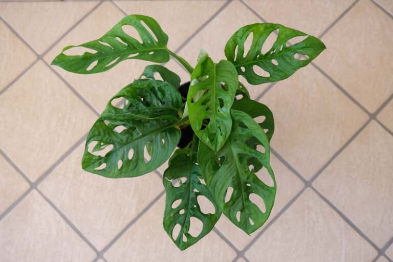 Monstera obliqua - Plant Care 101