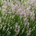 Lavandula angustifolia 'Lady' (English Lavender)