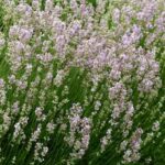 Lavandula angustifolia 'Ellagance Purple' (English Lavender)