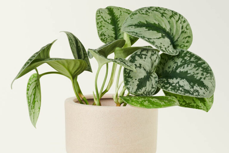Pothos / Devil's Ivy Plant Care and Best Varieties