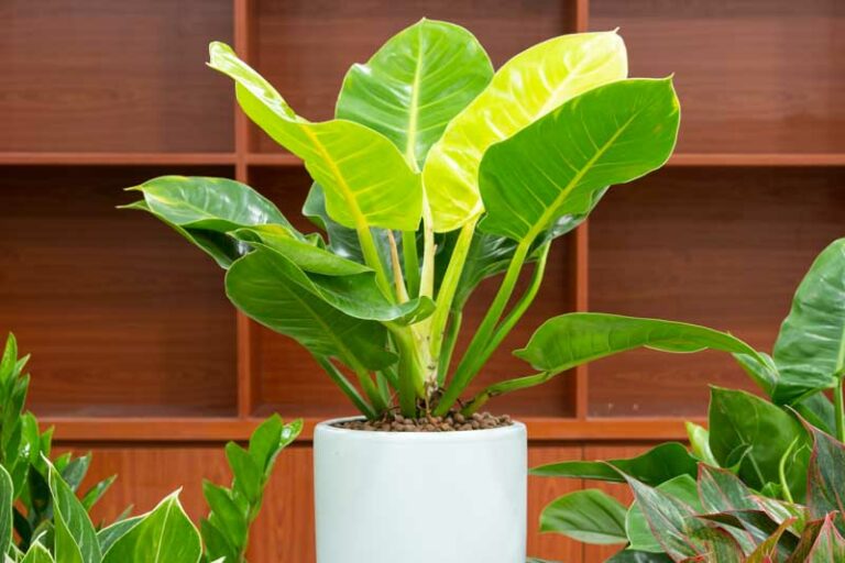 24 Types of Philodendron to Add Life to Your Home