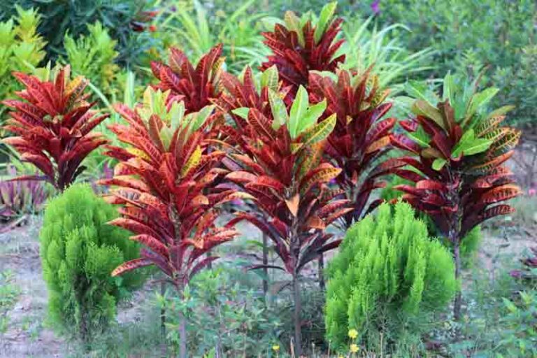 Croton (Codiaeum variegatum): All You Need To Know