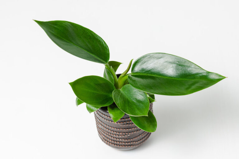 Philodendron 'Green Princess' - Plant Care 101