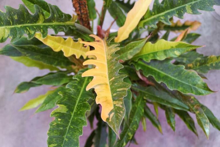 Philodendron 'Ring of Fire' - Plant Care 101