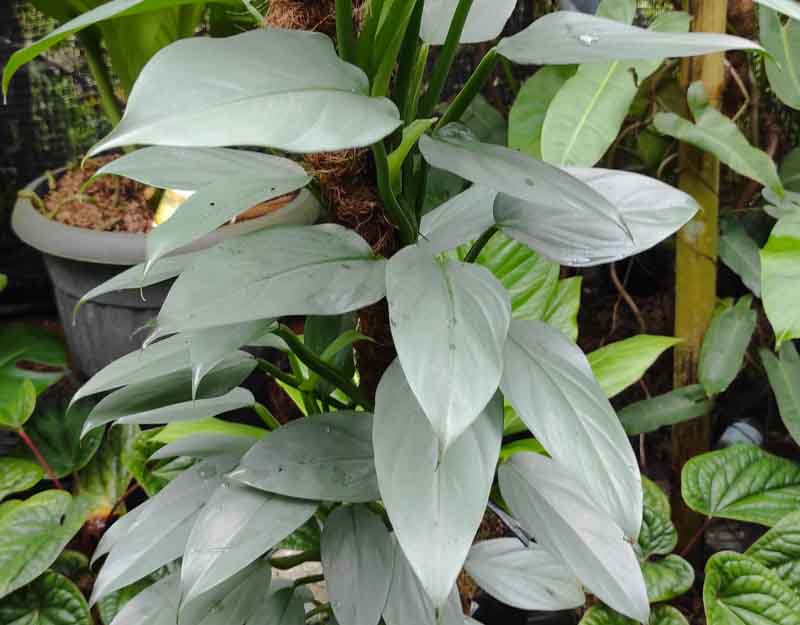 Philodendron Silver Sword Care: How to Grow A Healthy Philodendron ...