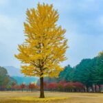 Ginkgo biloba: All You Need To Know