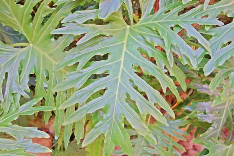Tree Philodendron (Philodendron bipinnatifidum) - Plant Care 101