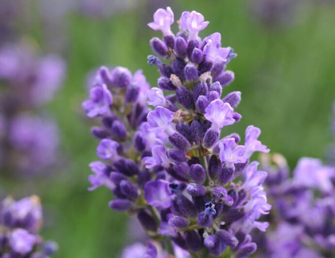 Lavandula angustifolia 'SuperBlue' (English Lavender)
