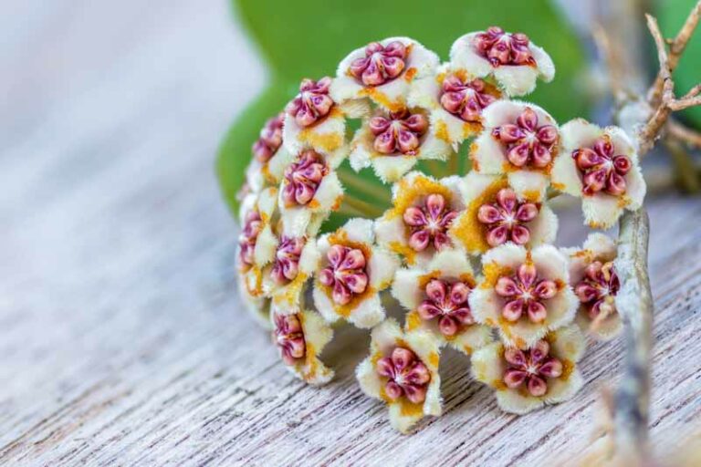 Hoya kerrii (Sweetheart Plant): All You Need To Know