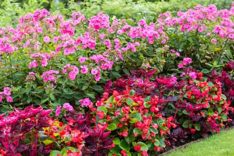 Wax Begonia (Begonia Semperflorens): All You Need To Know