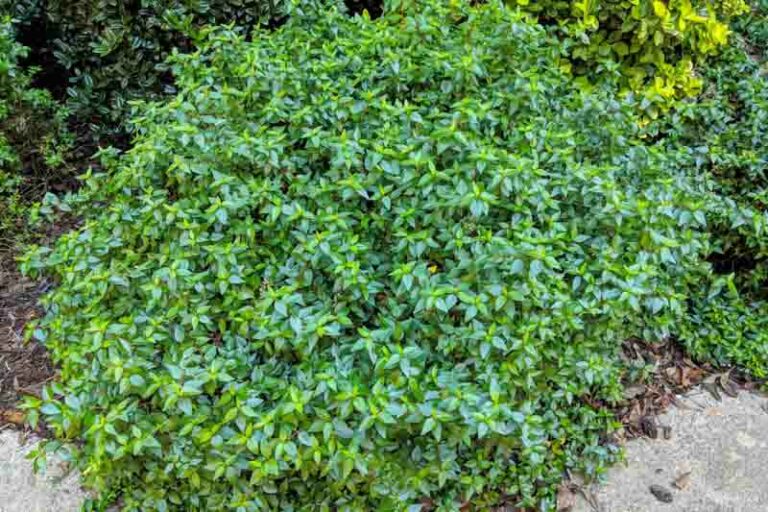Abelia x grandiflora 'Little Richard' (Glossy Abelia)