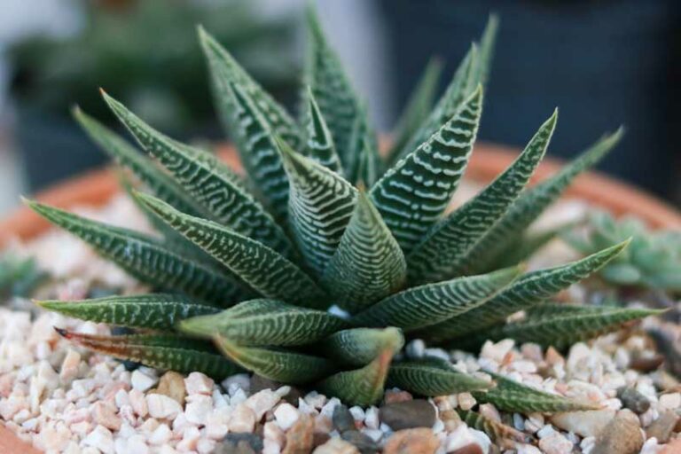 Haworthiopsis limifolia (Fairy Washboard): All You Need To Know