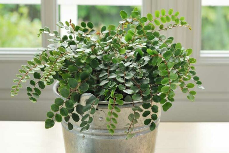 Button Fern (Pellaea rotundifolia): All You Need To Know