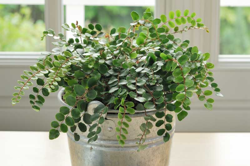 Button Fern (Pellaea rotundifolia): All You Need To Know