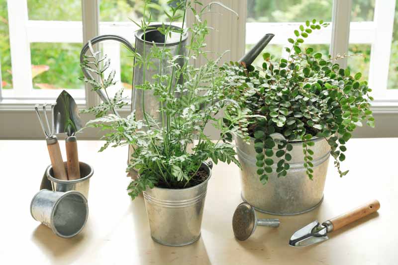 Button Fern (Pellaea rotundifolia): All You Need To Know