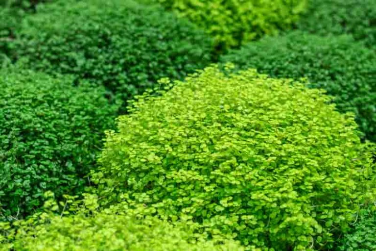 Baby's Tears (Soleirolia soleirolii): All You Need To Know
