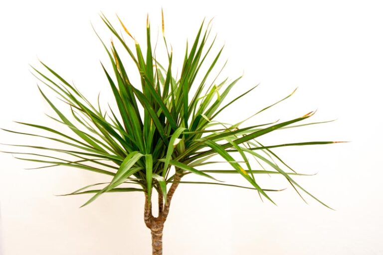 Dracaena marginata (Dragon Tree): All You Need To Know