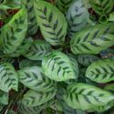 Calathea musaica (Mosaic Calathea): Care and Growing Guide