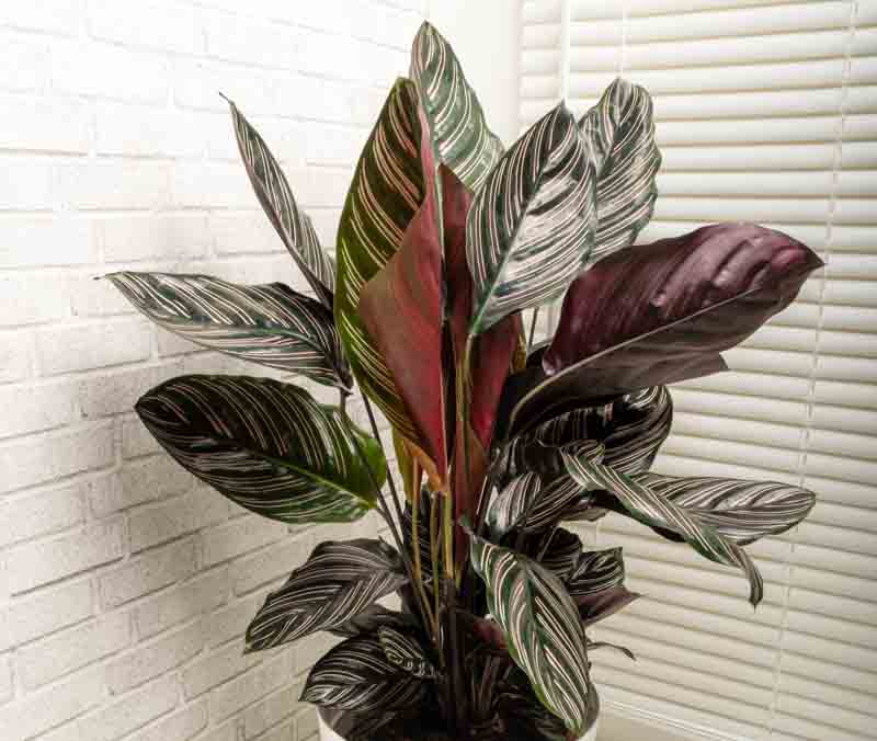 Calathea ’Sanderiana’ (Pin-Stripe Calathea): All You Need To Know