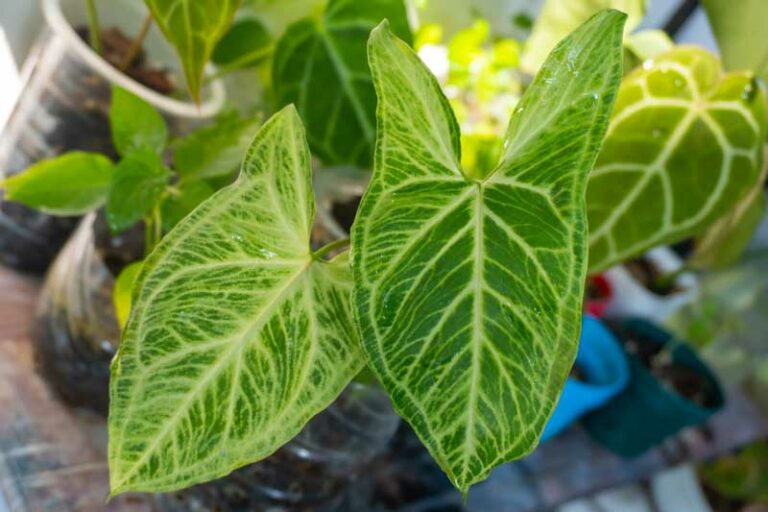 Arrowhead Vine (Syngonium podophyllum): All You Need To Know