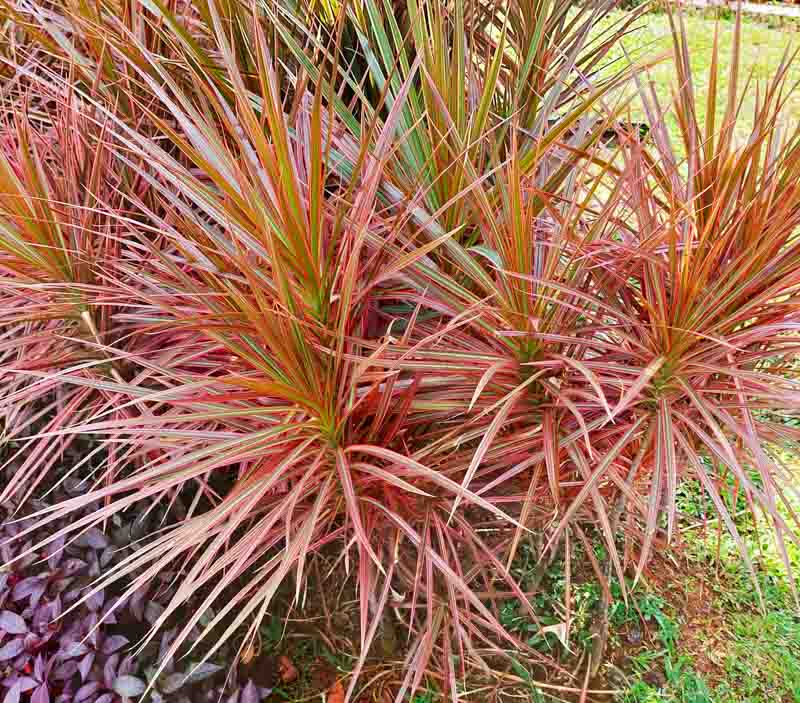 Dracaena marginata 'Colorama' (Dragon Tree): All You Need To Know