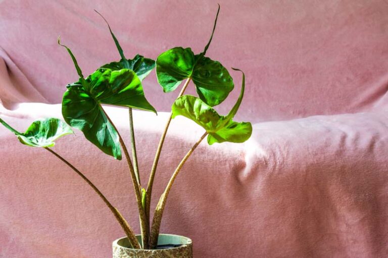 Alocasia 'Stingray' (Elephant Ear): All You Need To Know