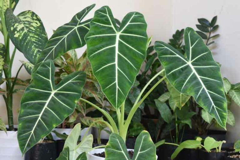 Alocasia micholitziana 'Frydek': All You Need To Know