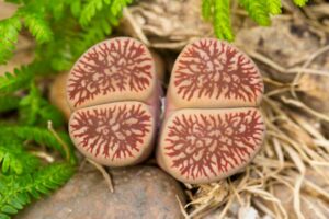 Living Stones (Lithops): All You Need To Know