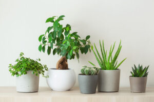 Baby Tears (Pilea depressa): All You Need To Know