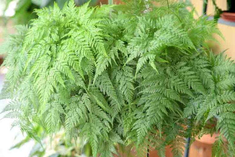 Rabbit's Foot Fern (Davallia fejeensis): All You Need To Know