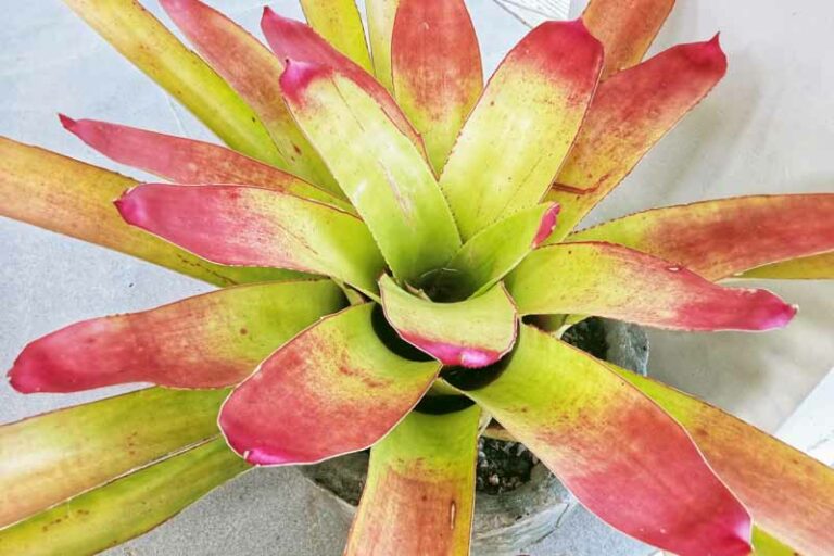 Neoregelia (Blushing Bromeliad): All You Need To Know