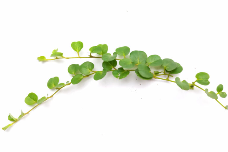 Baby Tears (Pilea depressa): All You Need To Know