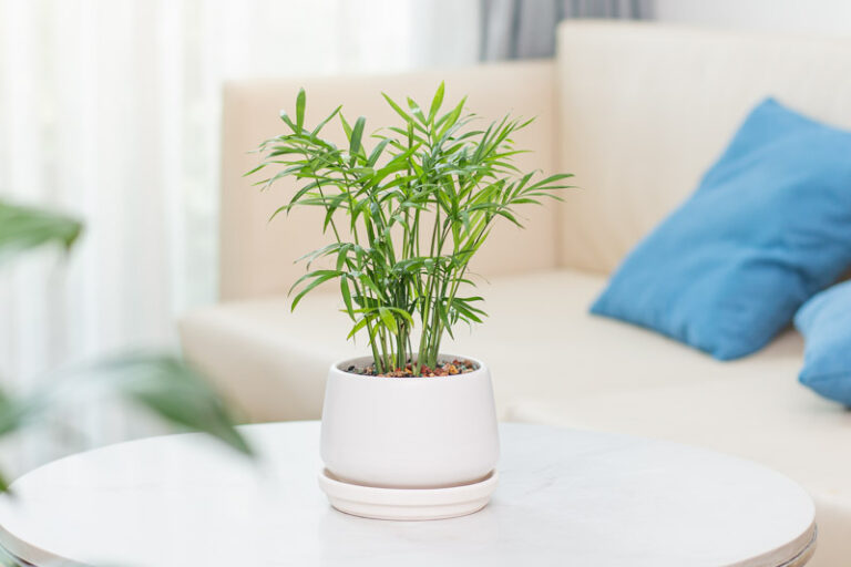 Parlor Palm (Chamaedorea elegans): All You Need To Know