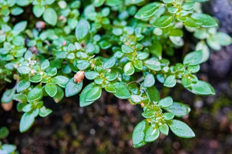 Artillery Plant (Pilea microphylla): All You Need To Know