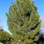 Pinus strobus 'Blue Shag' (Eastern White Pine)