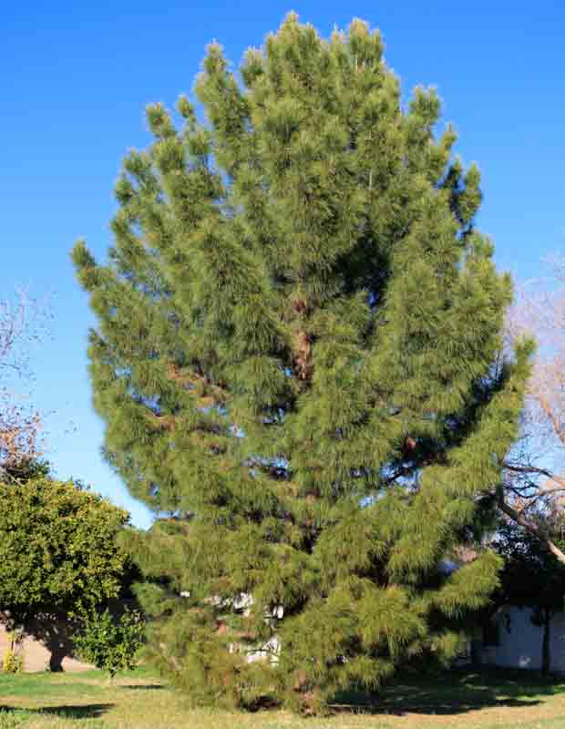 Afghan Pine (Pinus eldarica)